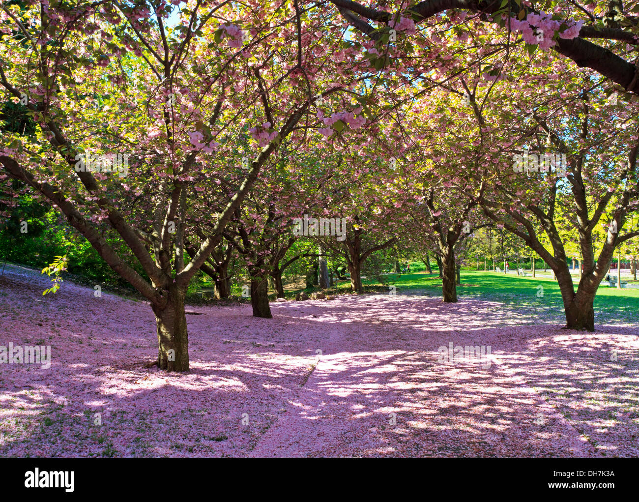 Cherry garden lane hi-res stock photography and images - Alamy