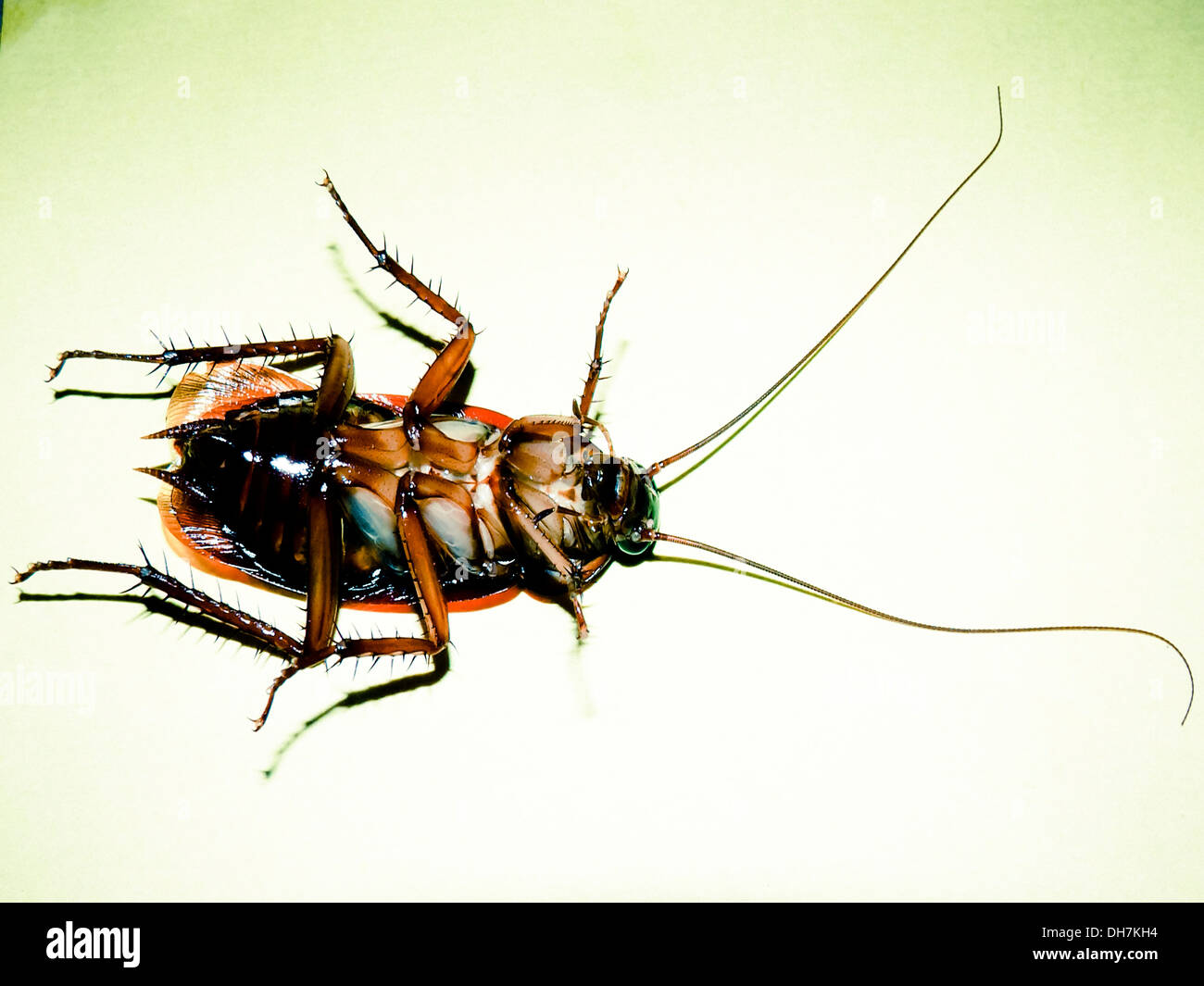 Dead Cockroach, Blattodea Stock Photo - Alamy