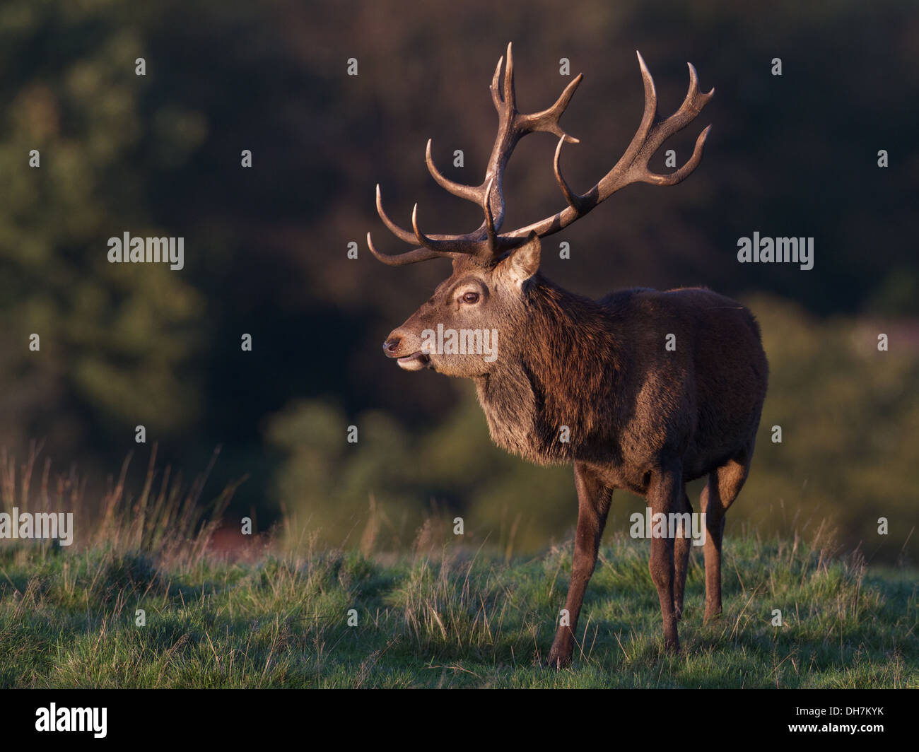 Red Deer Stag Stock Photo - Alamy