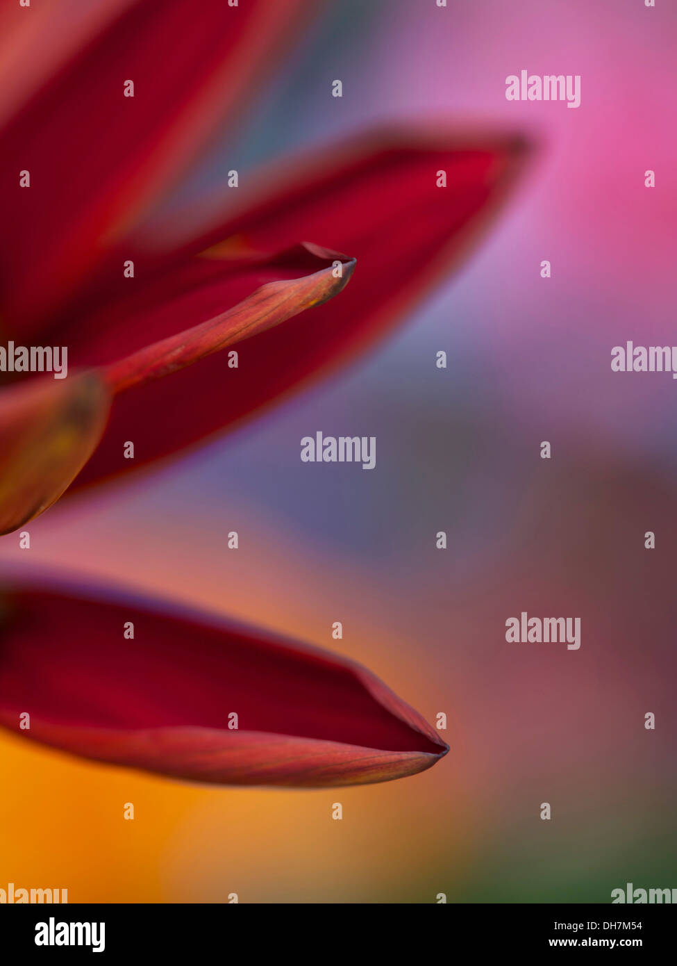 Pastel colour contrast hi-res stock photography and images - Alamy