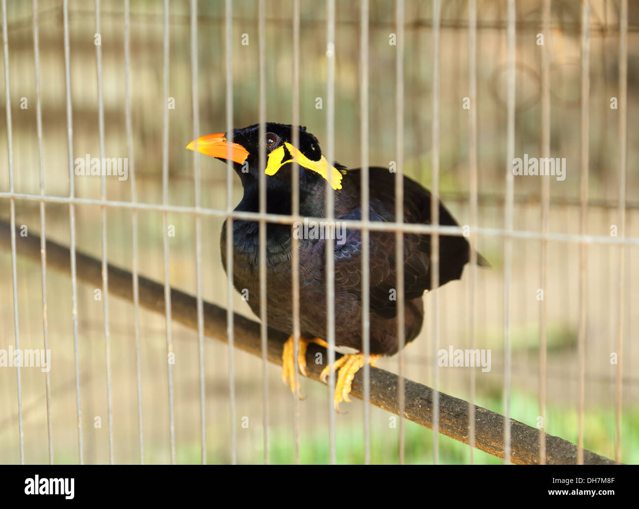 Common Myna bird (Acridotheres tristis) in a cage Stock Photo - Alamy