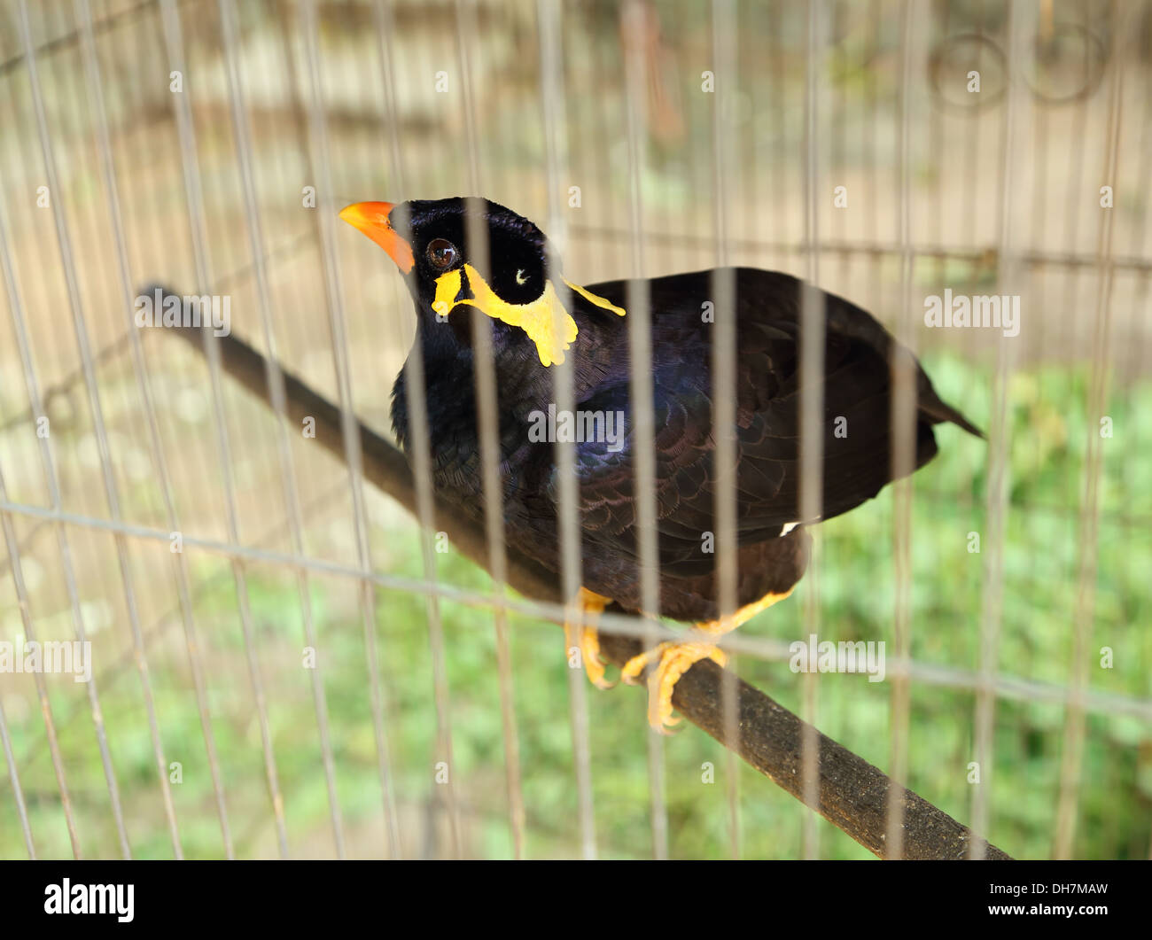 Common Myna bird (Acridotheres tristis) in a cage Stock Photo - Alamy