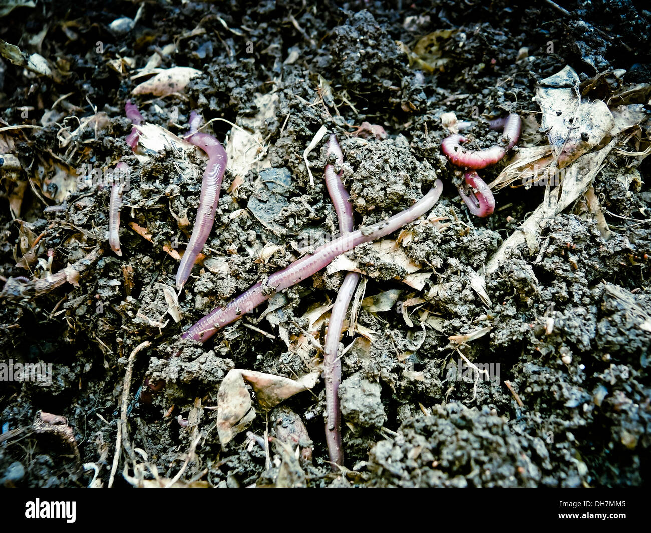 Earthworms in soil, Maharashtra, India Stock Photo - Alamy