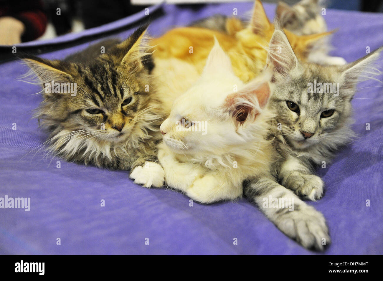 Catsburg Show Pictured: Maine Coon cats Owners bring their cute cats to ...