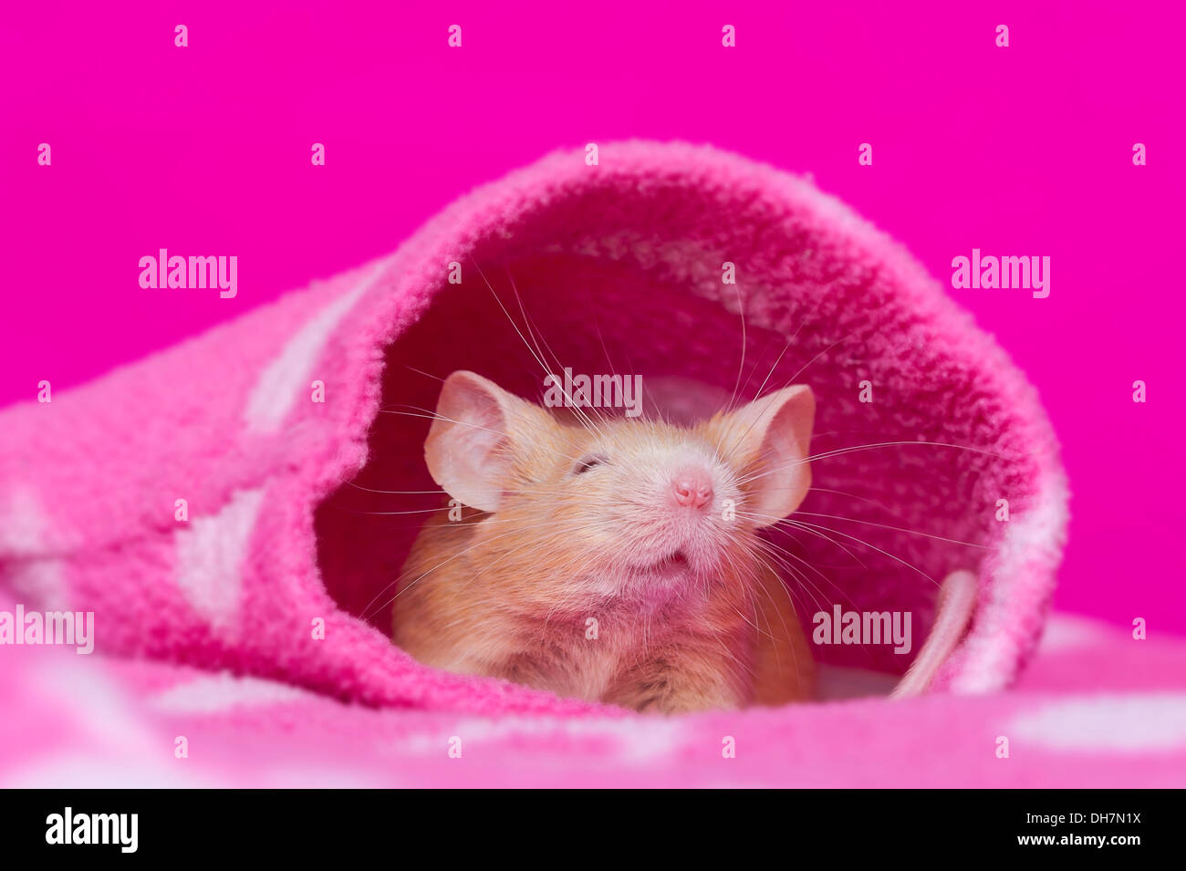 cute little mouse resting in a sleeve on a pink background Stock Photo ...