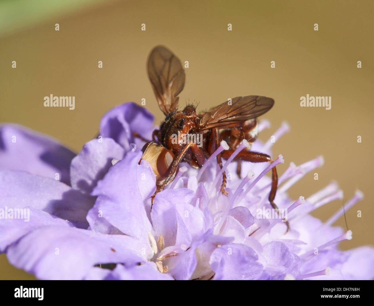 Fat fly hi-res stock photography and images - Alamy