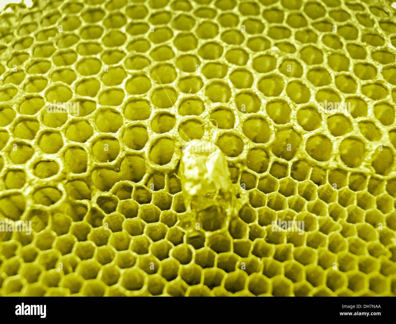 Comb of Apis Florea, Honeybee Stock Photo - Alamy