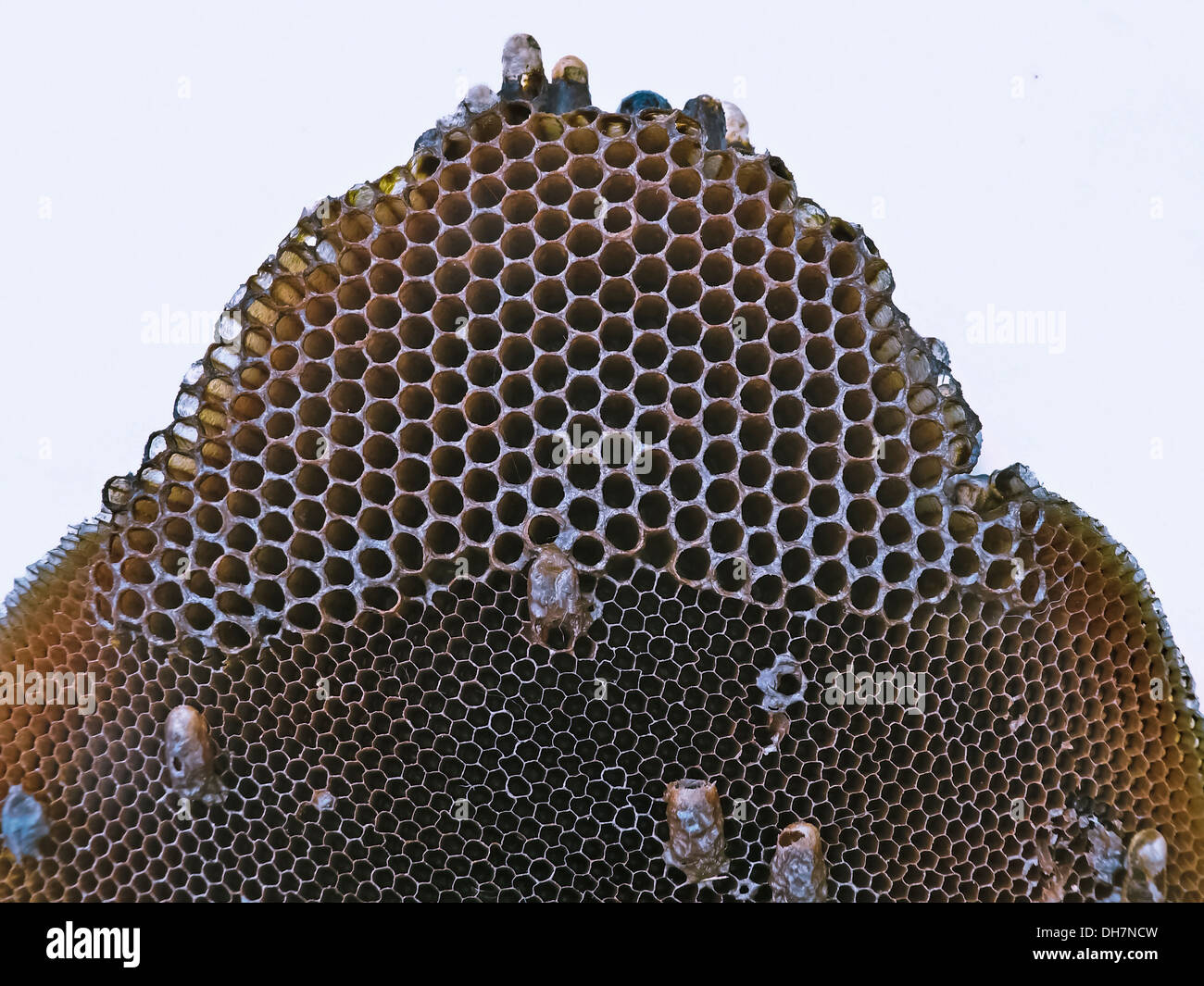 Comb of Apis Florea, Honeybee Stock Photo - Alamy