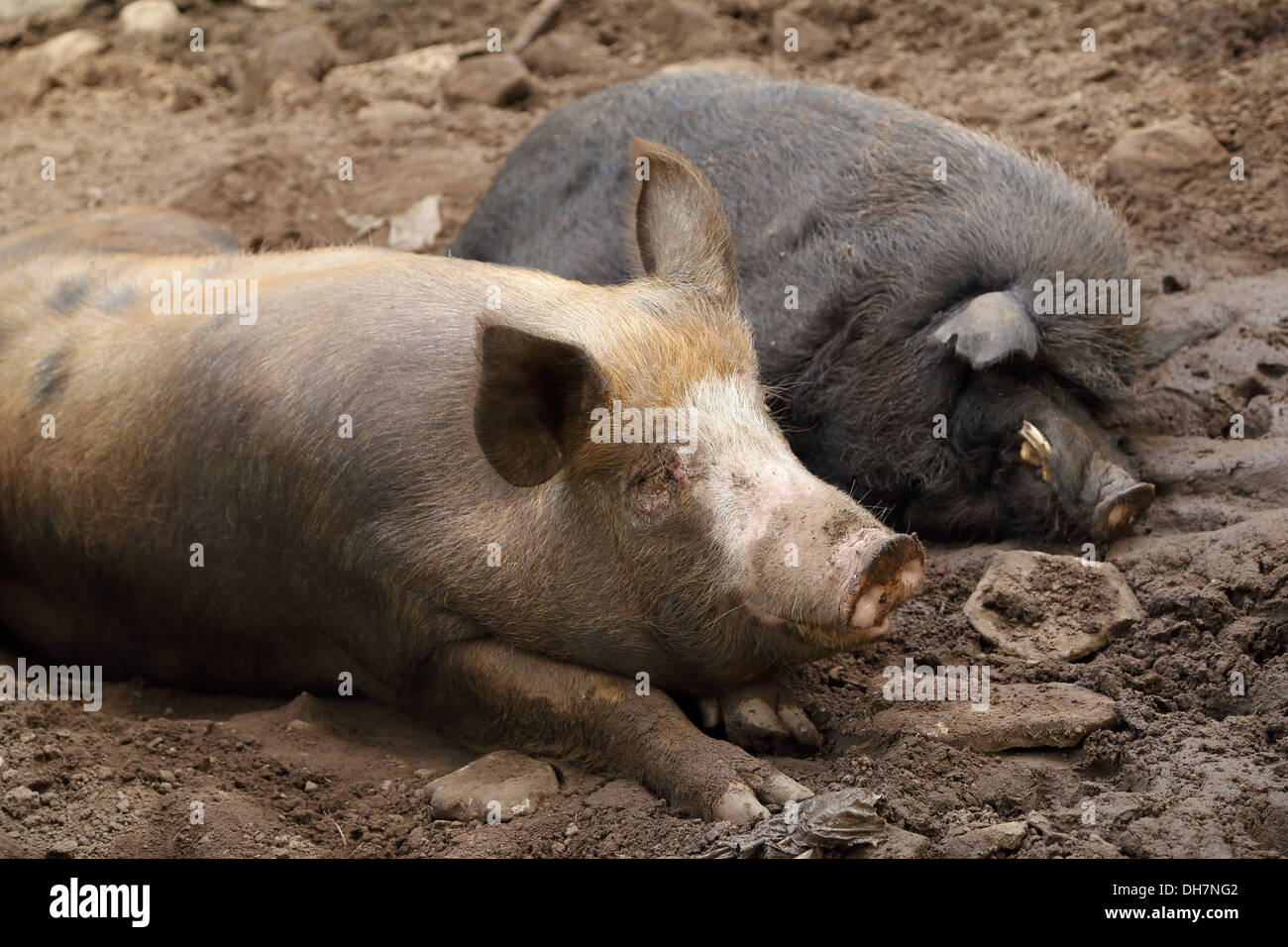 pig and wild boar resting on a soil Stock Photo - Alamy
