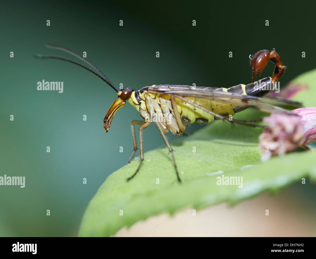 Predator waiting prey hi-res stock photography and images - Alamy