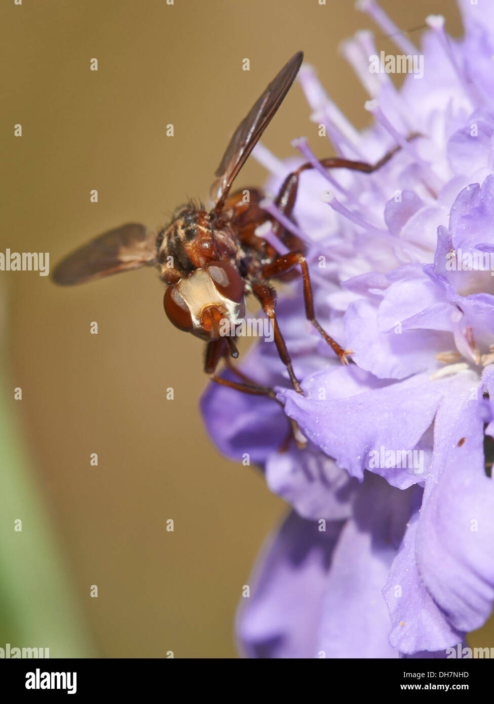 Fat fly hi-res stock photography and images - Alamy