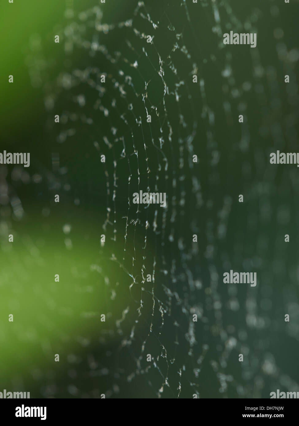 Abstract image of spiders web Stock Photo - Alamy
