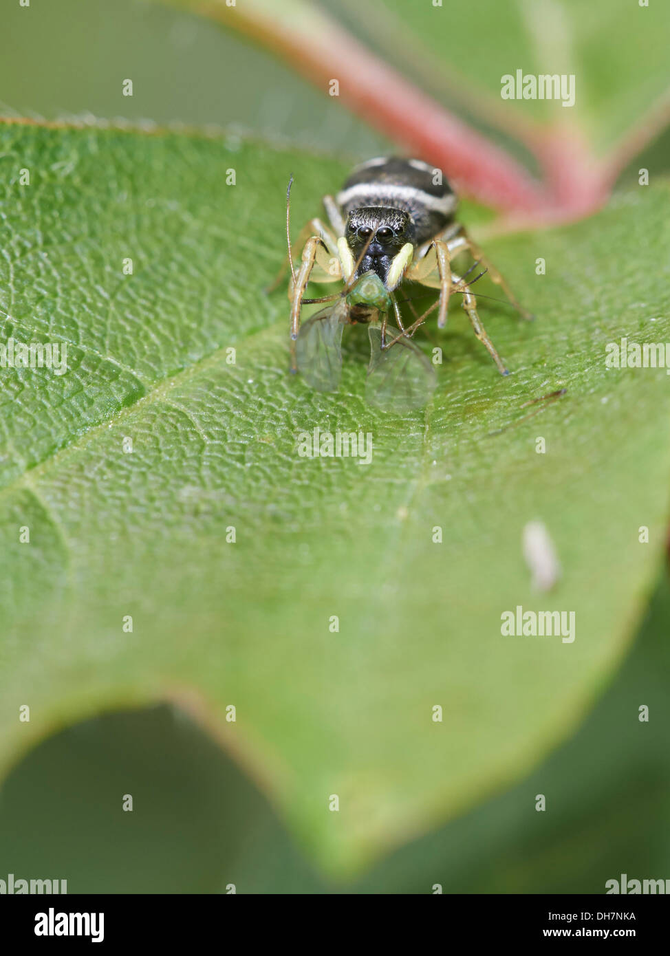 Jumping spider with prey Stock Photo - Alamy