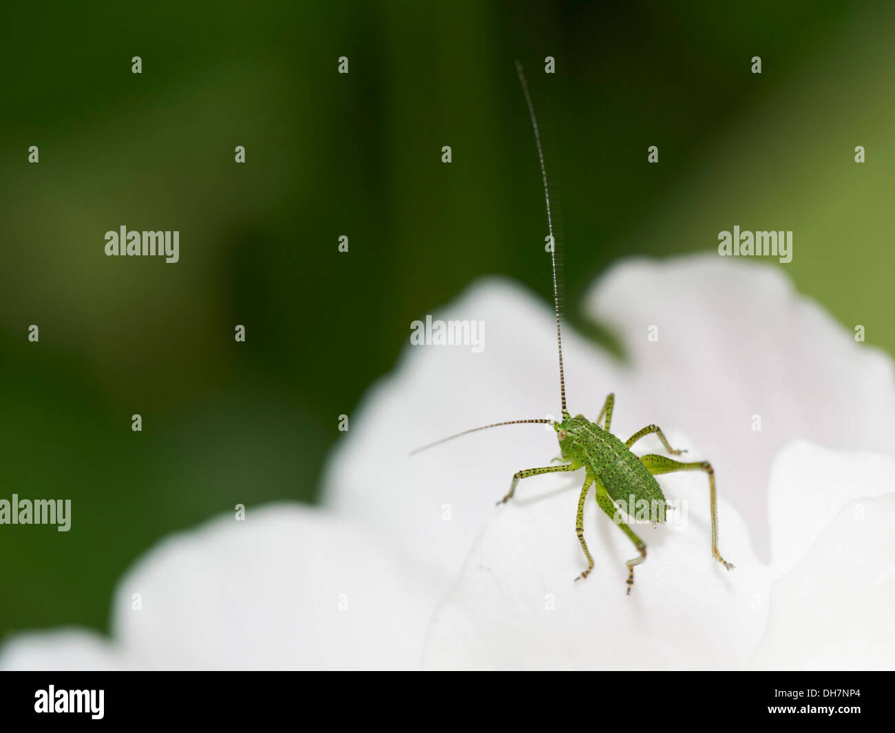 Speckled bush cricket nymph hi-res stock photography and images - Alamy