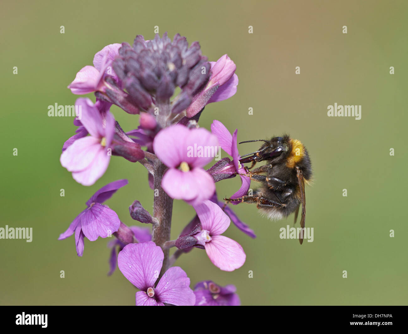 Garden Bumblebee feeding on flowering plant Stock Photo - Alamy