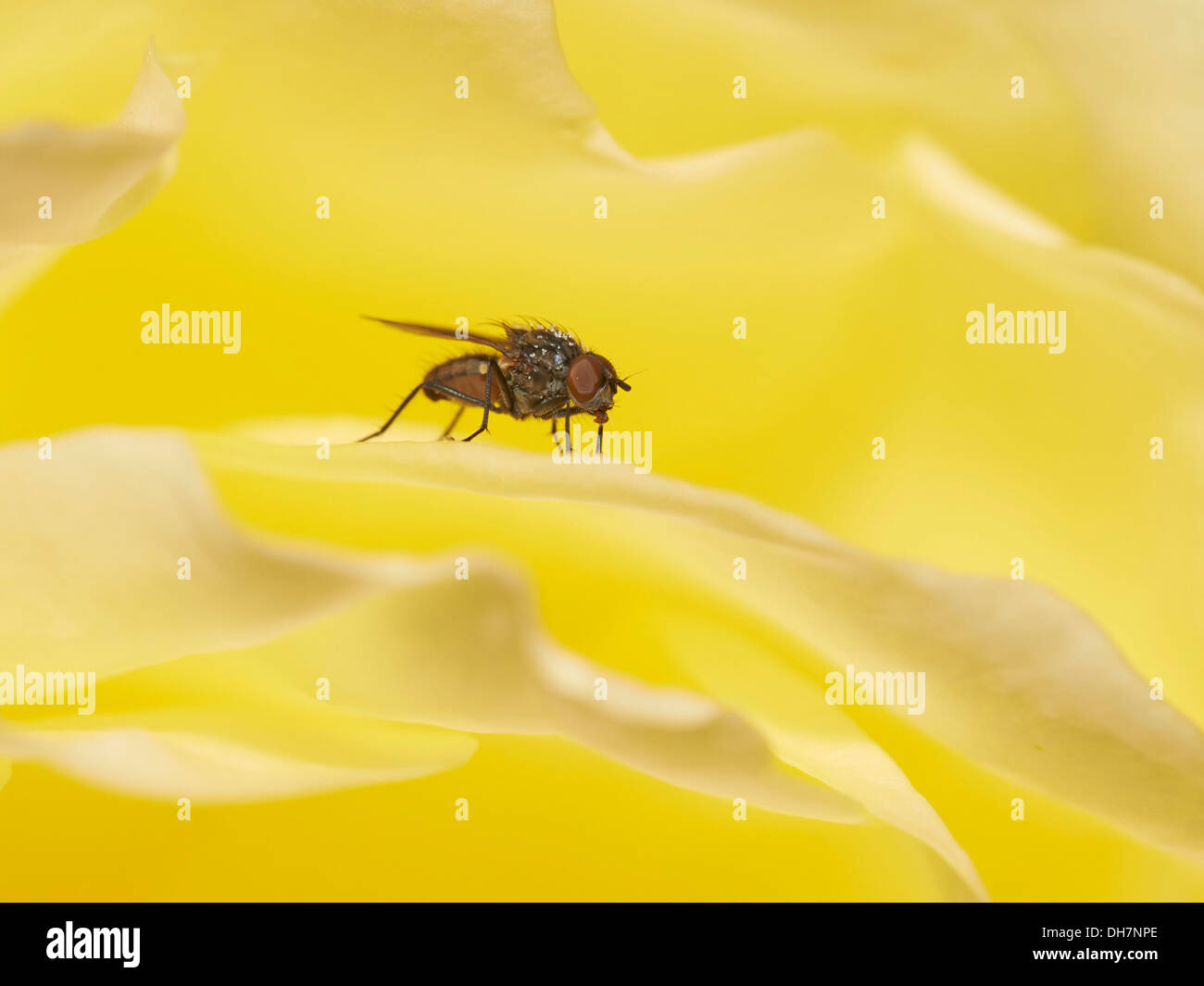 Petal leaf hi-res stock photography and images - Alamy