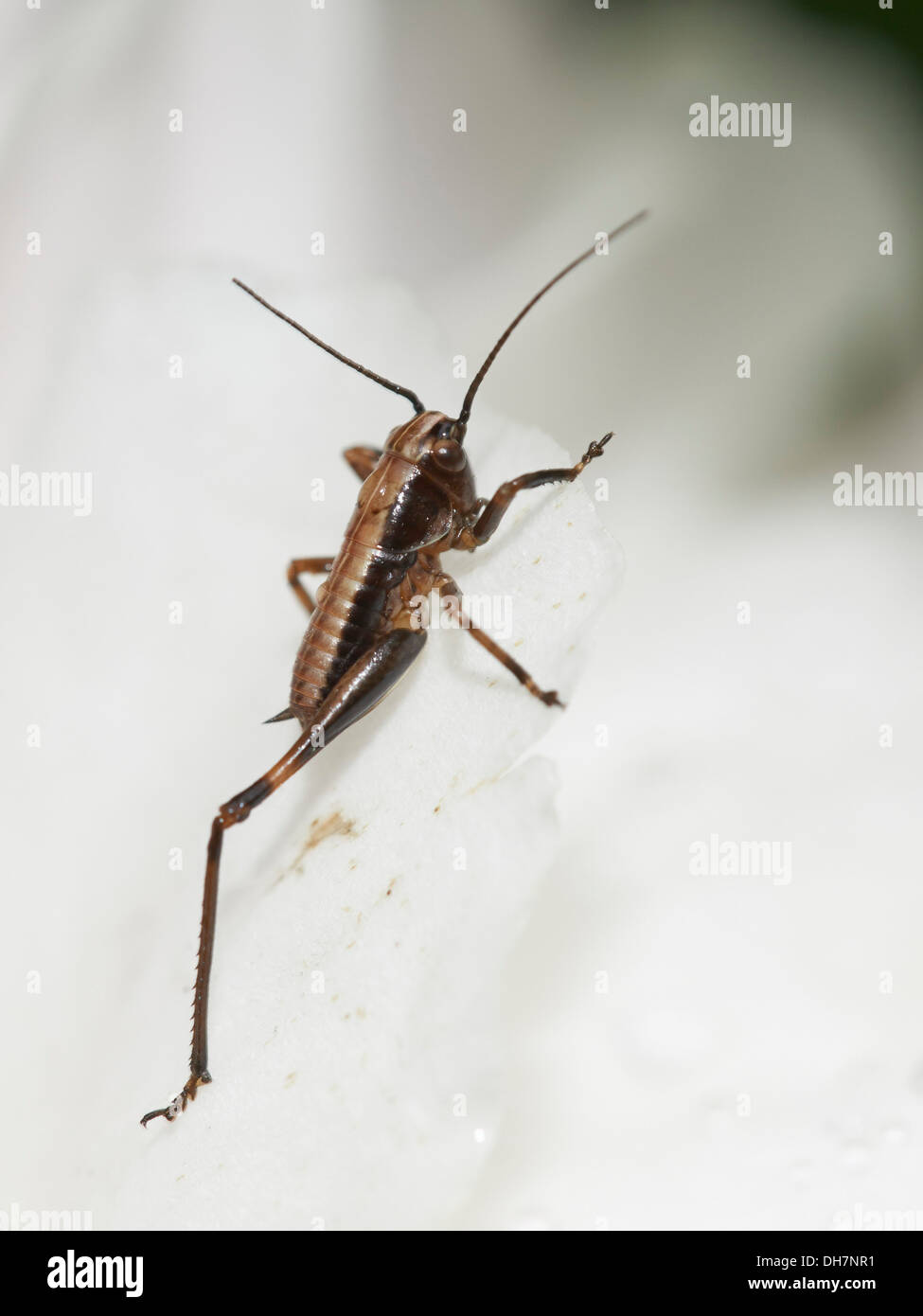 Cricket insect legs hi-res stock photography and images - Alamy