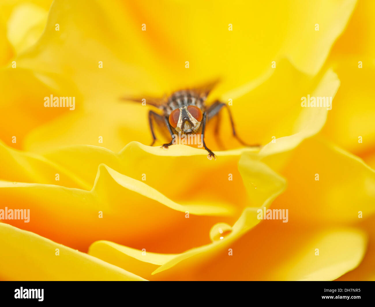 Flower peering hi-res stock photography and images - Alamy
