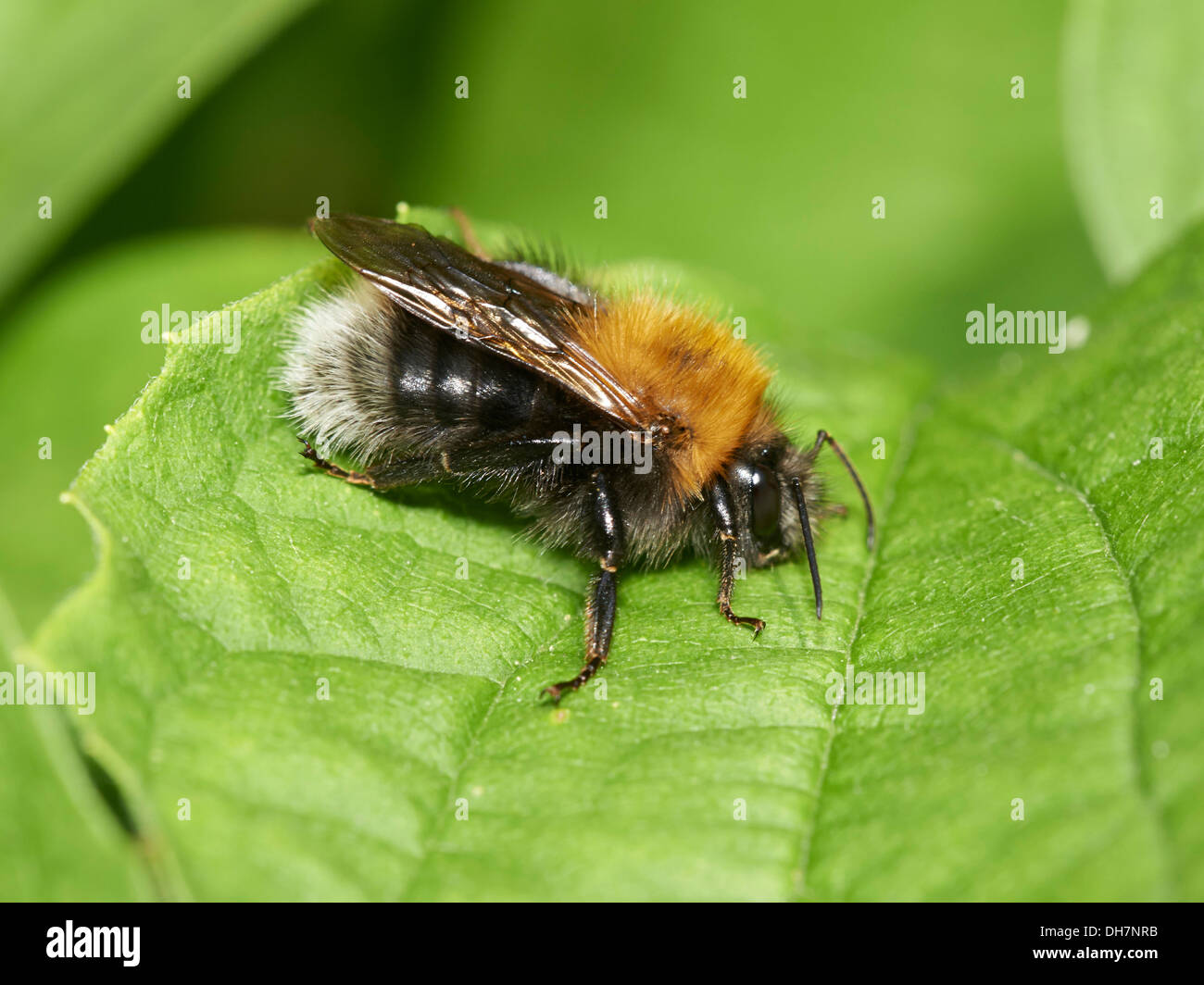 Tree bumblebee hi-res stock photography and images - Alamy