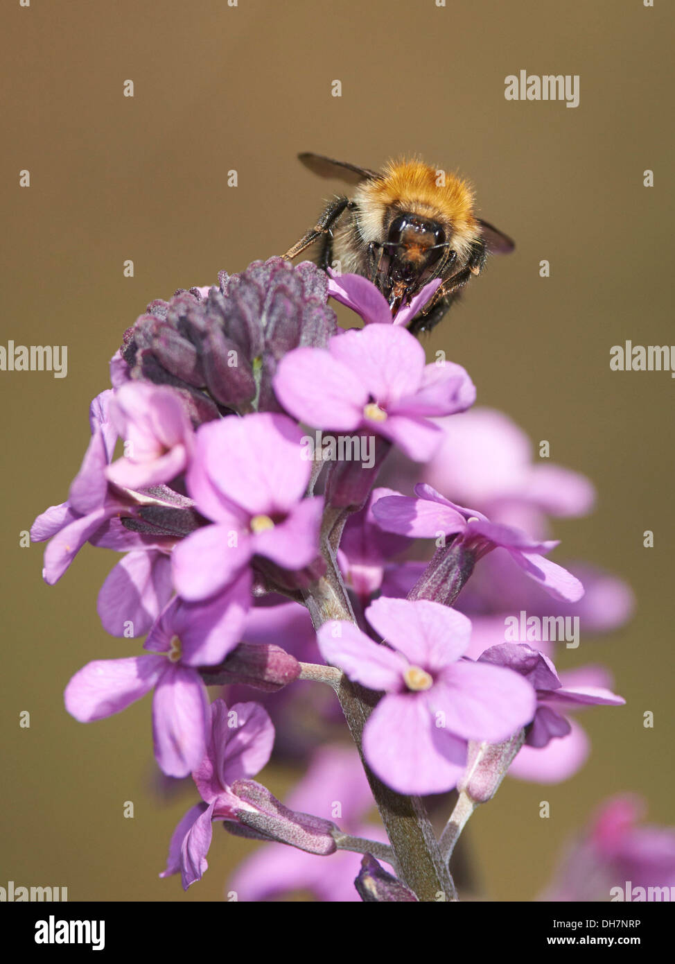 Queen carder bee hi-res stock photography and images - Alamy