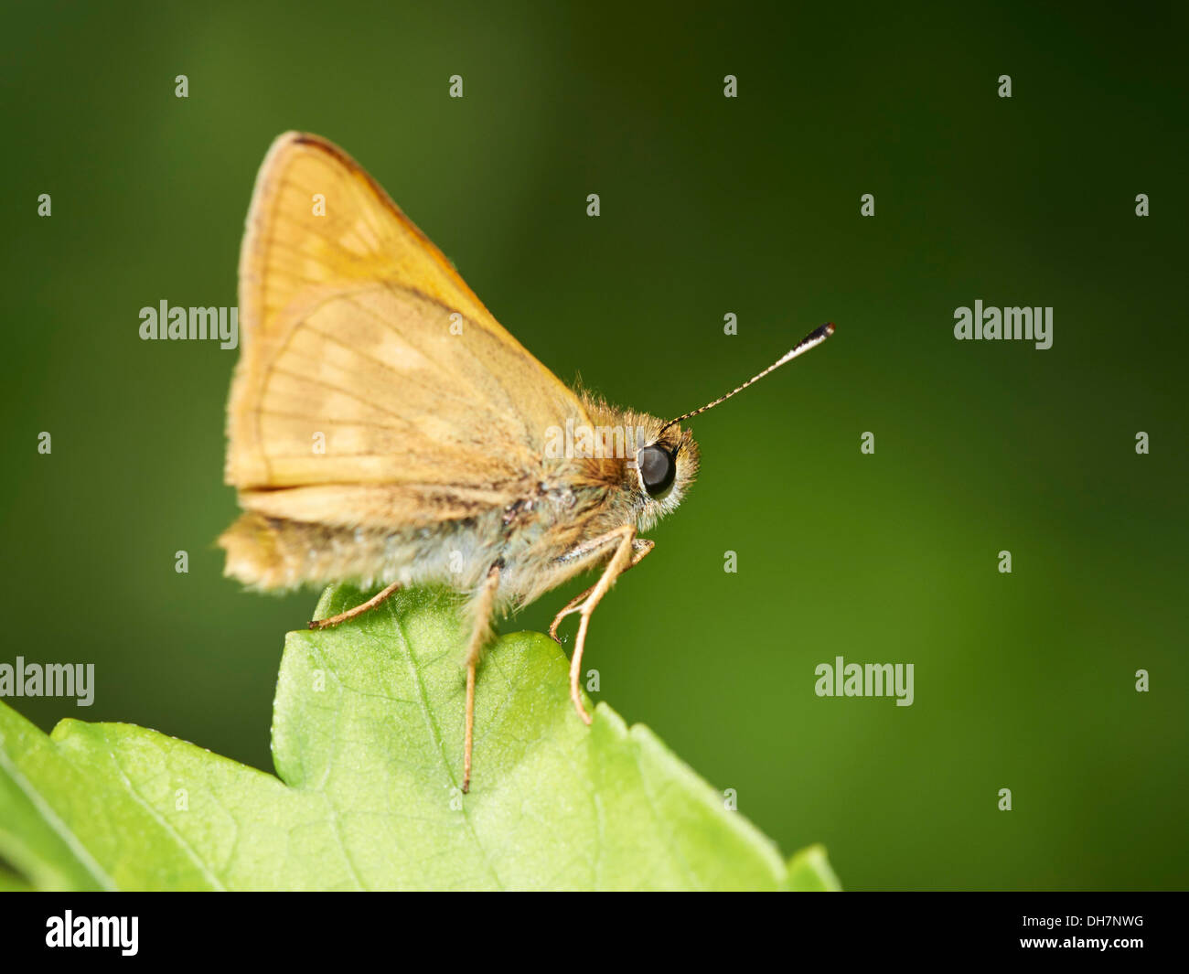 Large Skipper butterfly close up Stock Photo - Alamy