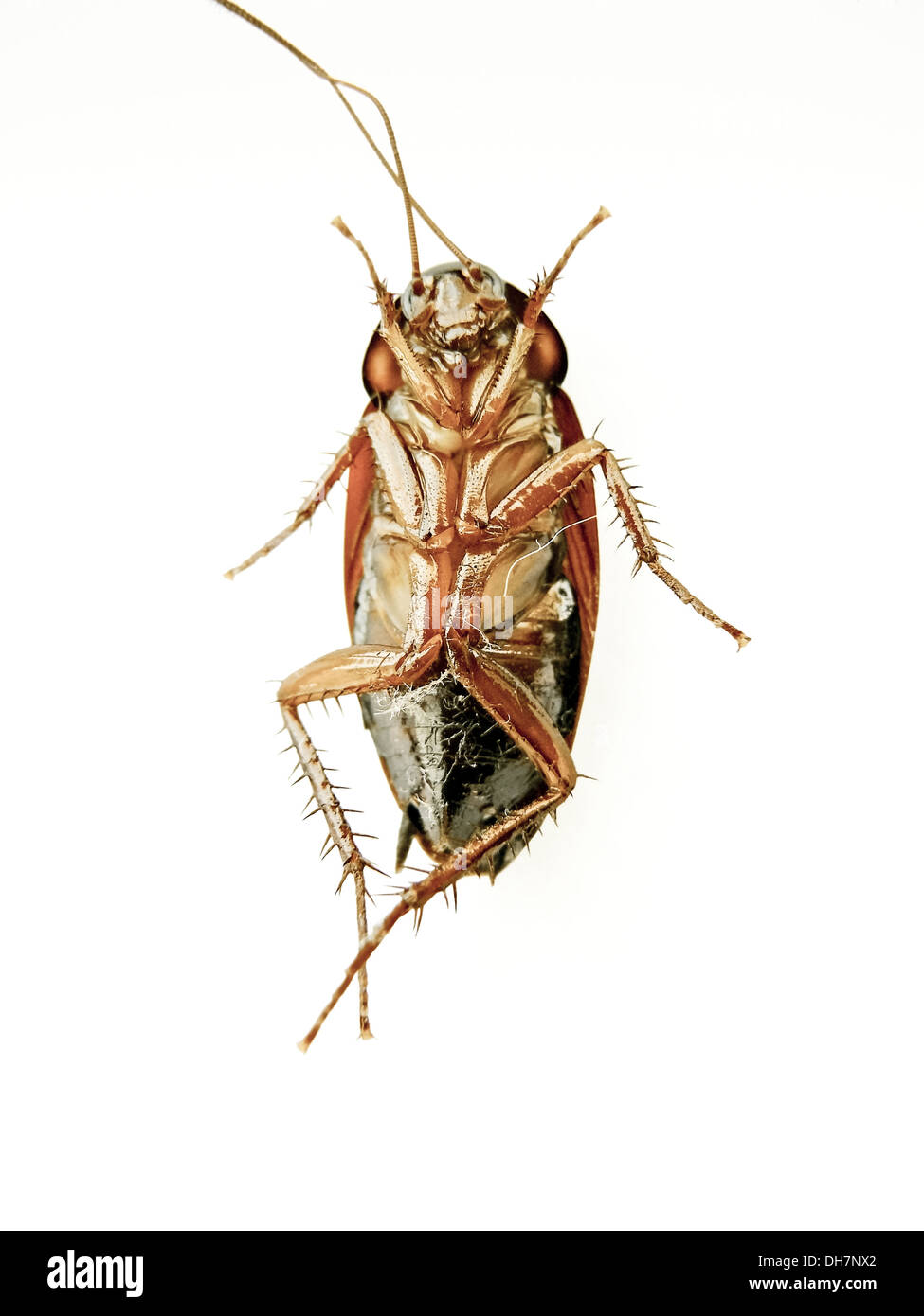 Dead Cockroach, Blattodea Stock Photo - Alamy