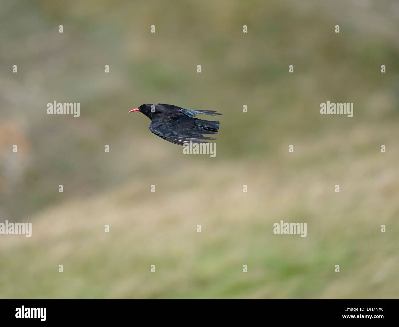 Red-billed Chough in flight Stock Photo - Alamy