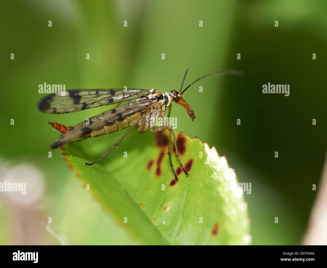 Scorpion fly insect predator hi-res stock photography and images - Alamy