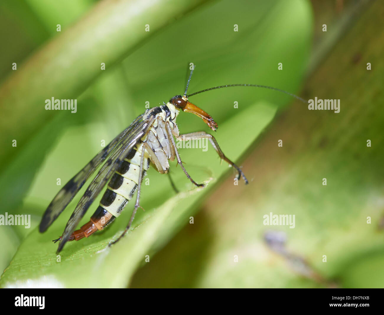Scorpion fly insect predator hi-res stock photography and images - Alamy