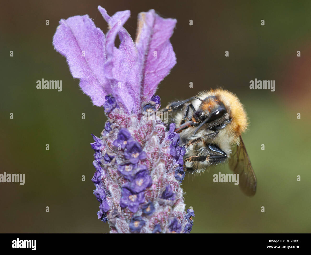 Queen carder bee hi-res stock photography and images - Alamy