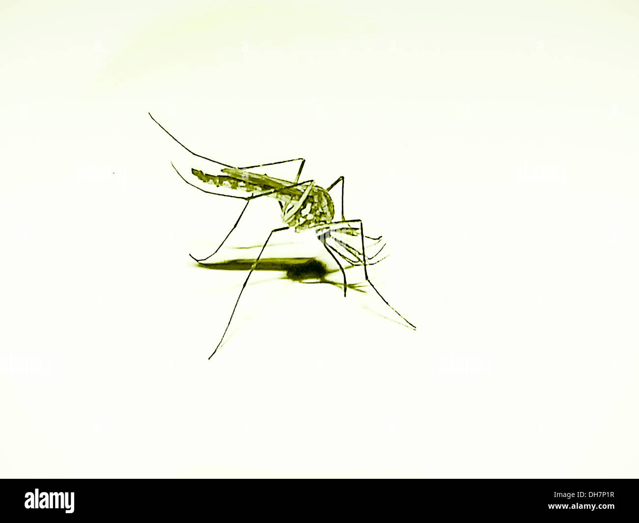 Halteres hi-res stock photography and images - Alamy