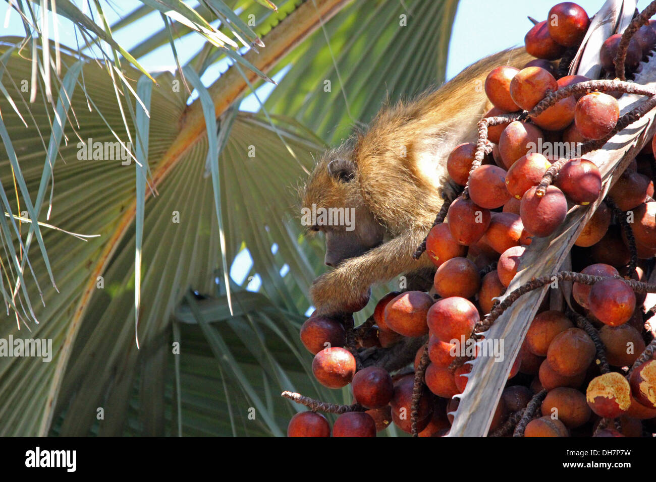 Baboo tree hi-res stock photography and images - Alamy