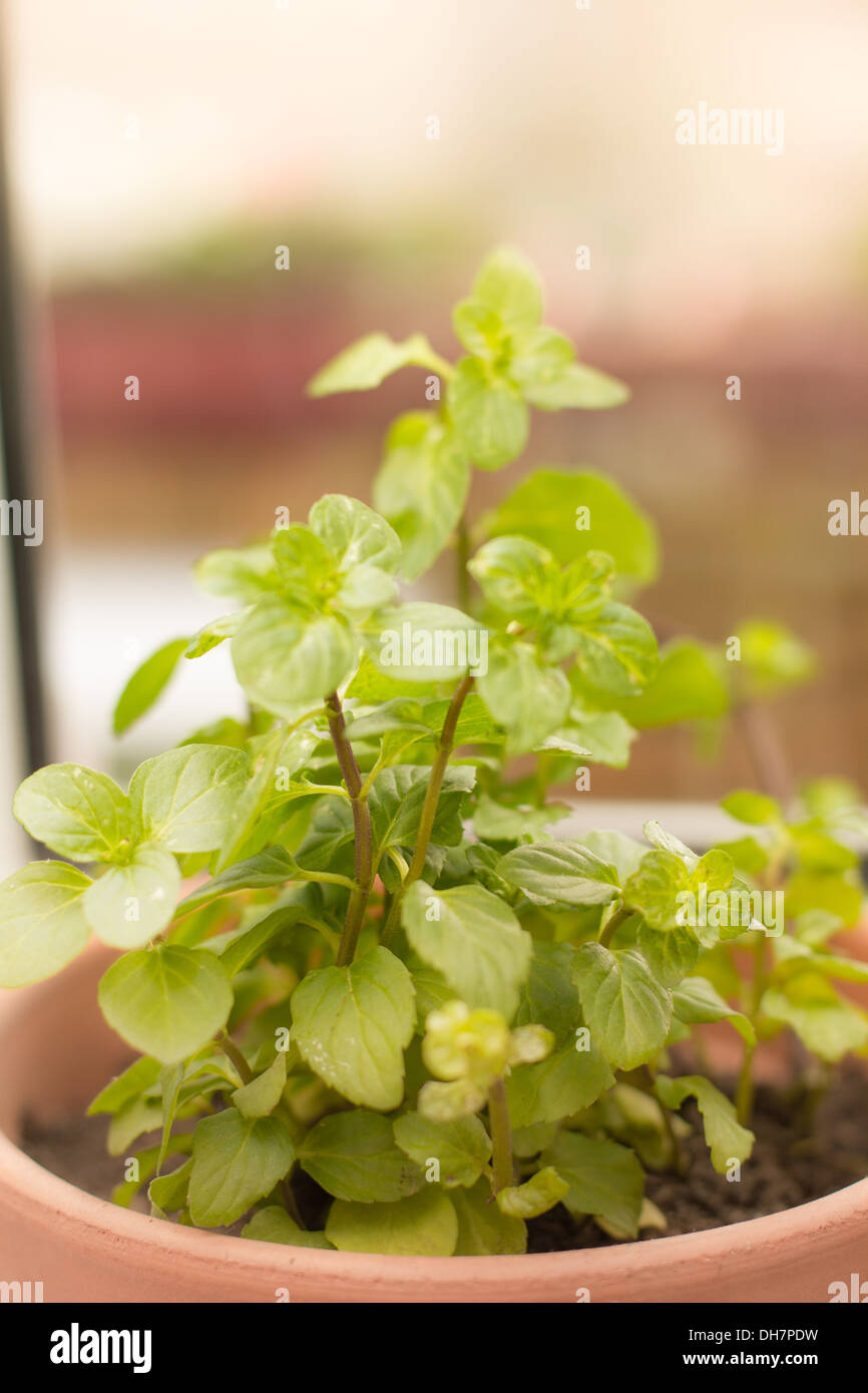 Fresh green mint herb in a pot Stock Photo - Alamy