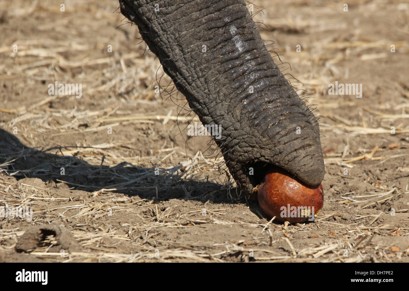 Safari photograph in Botswana showing trunk of elephant with fig fruit ...
