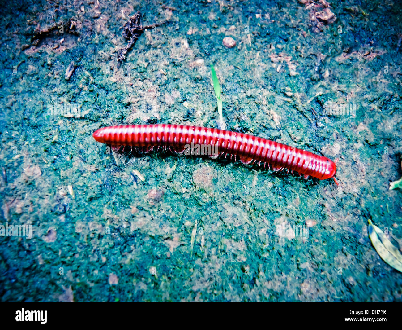 Red millipede hi-res stock photography and images - Alamy