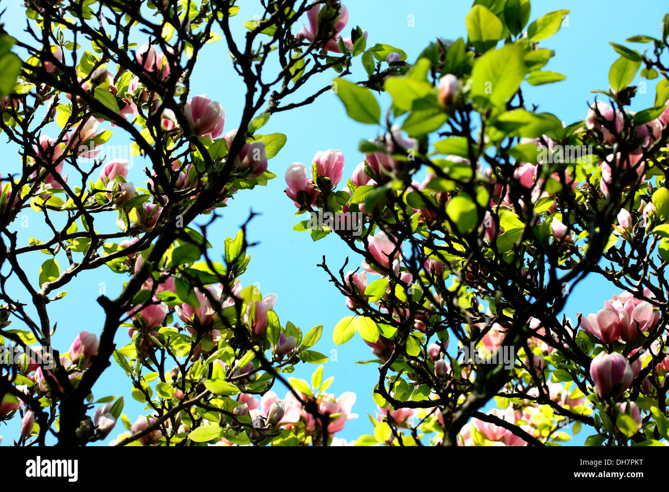 magnolia soulangiana tree alexandrina variety Jane Ann Butler ...