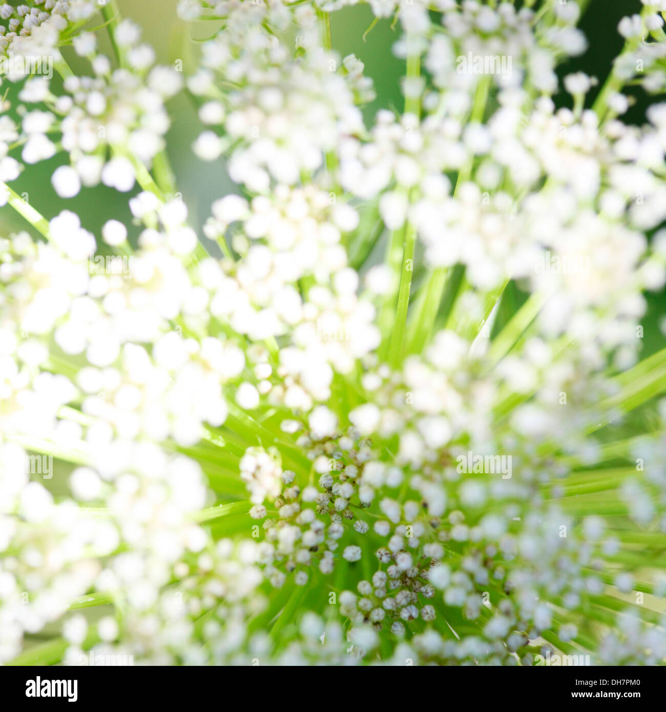 beautiful ammi energy Jane Ann Butler Photography JABP1006 Stock Photo ...