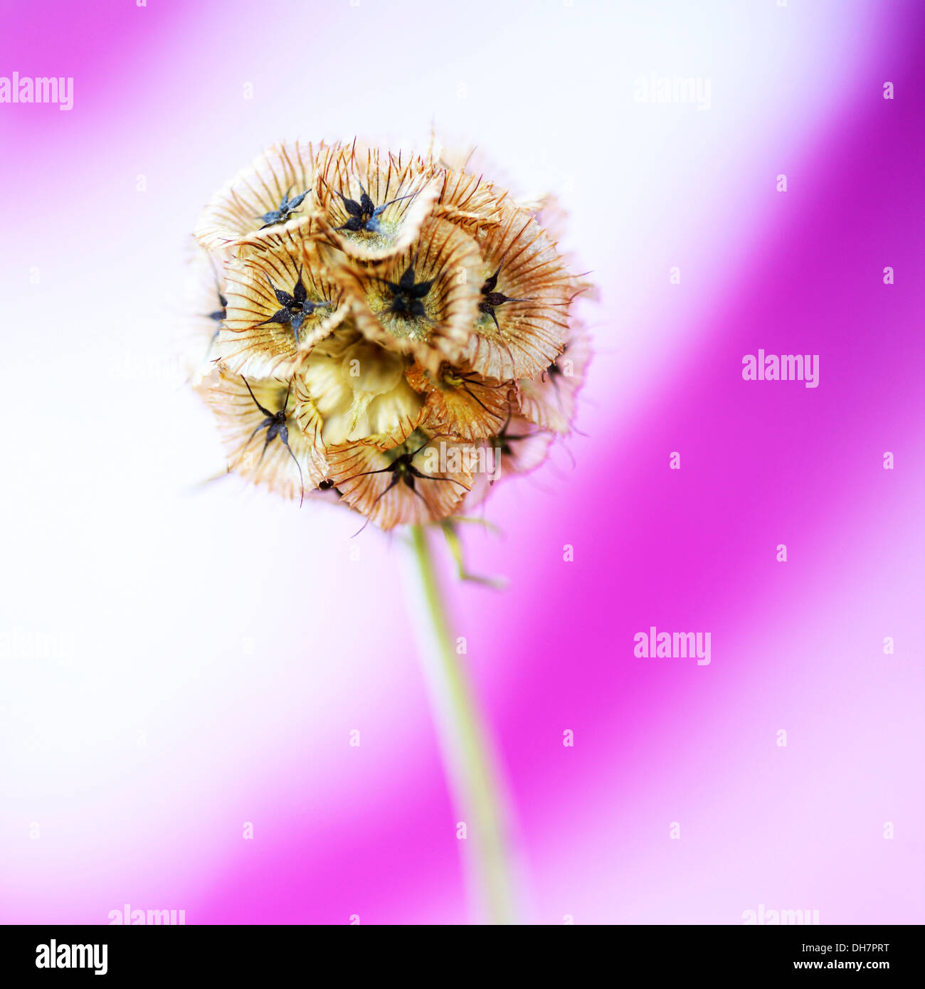 gorgeous scabiosa stellata on purple and white, paper moon Jane Ann ...