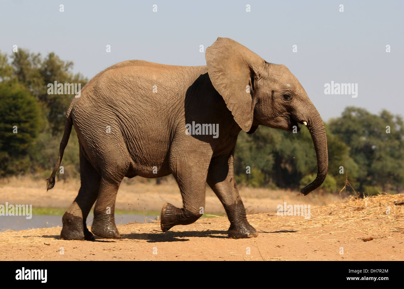 Safari photograph in Botswana showing running elephant Stock Photo - Alamy