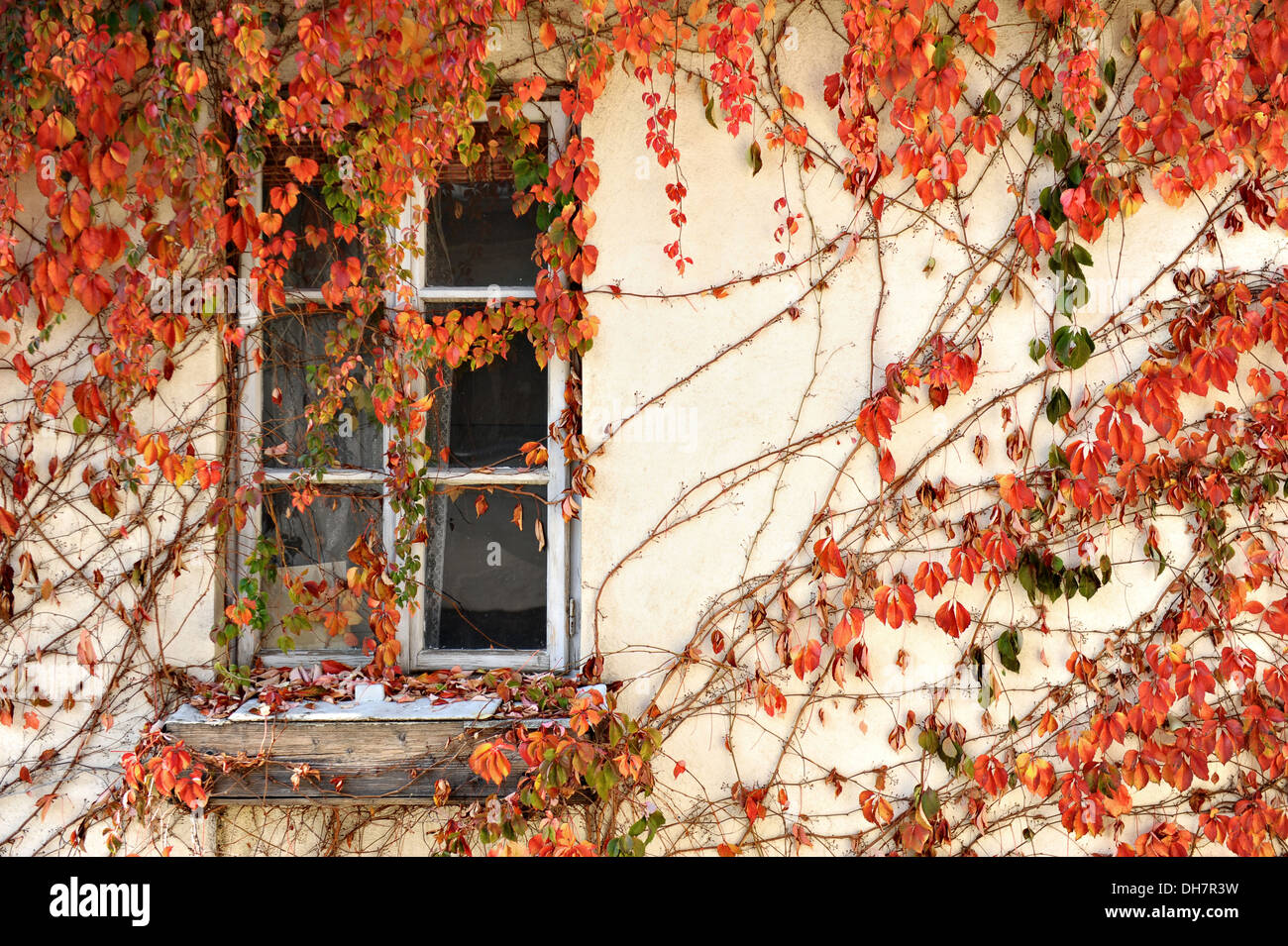 Old wooden window covered by red ivy leaves Stock Photo - Alamy