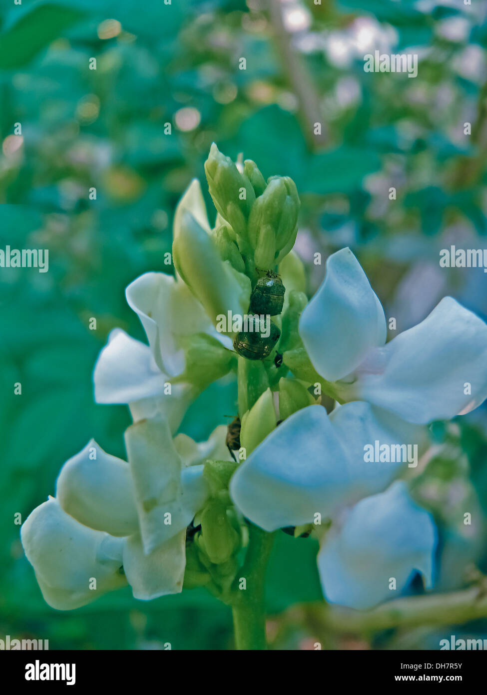 Papdi beans hi-res stock photography and images - Alamy