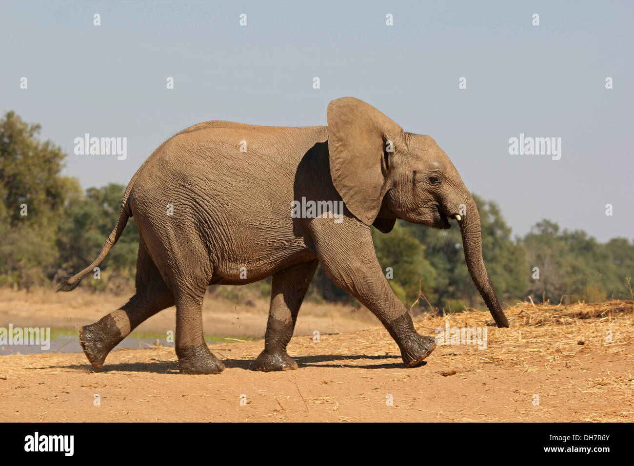 Safari photograph in Botswana showing one elephant running Stock Photo ...