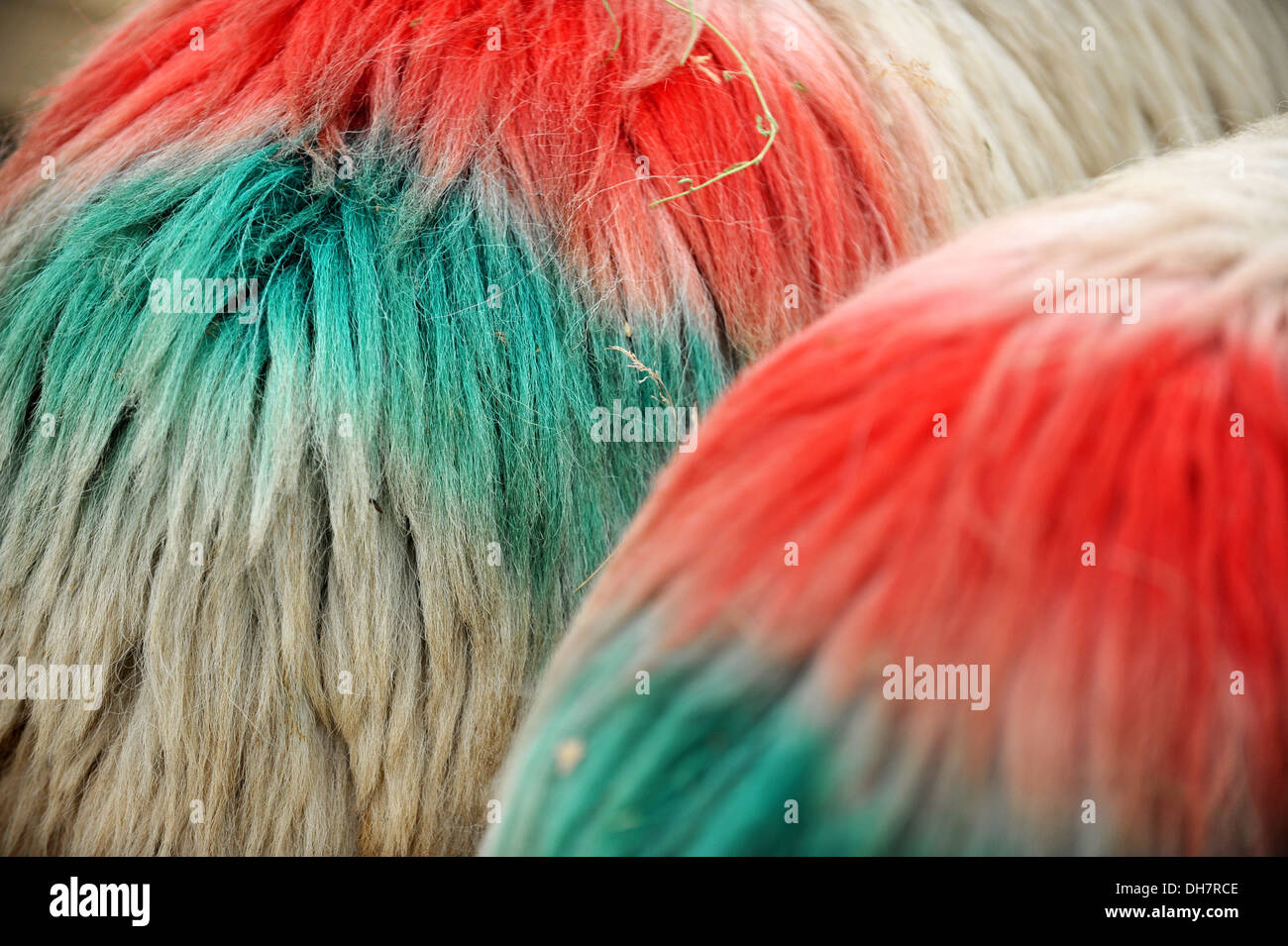 Detail with painted sheep wool in red and green Stock Photo - Alamy