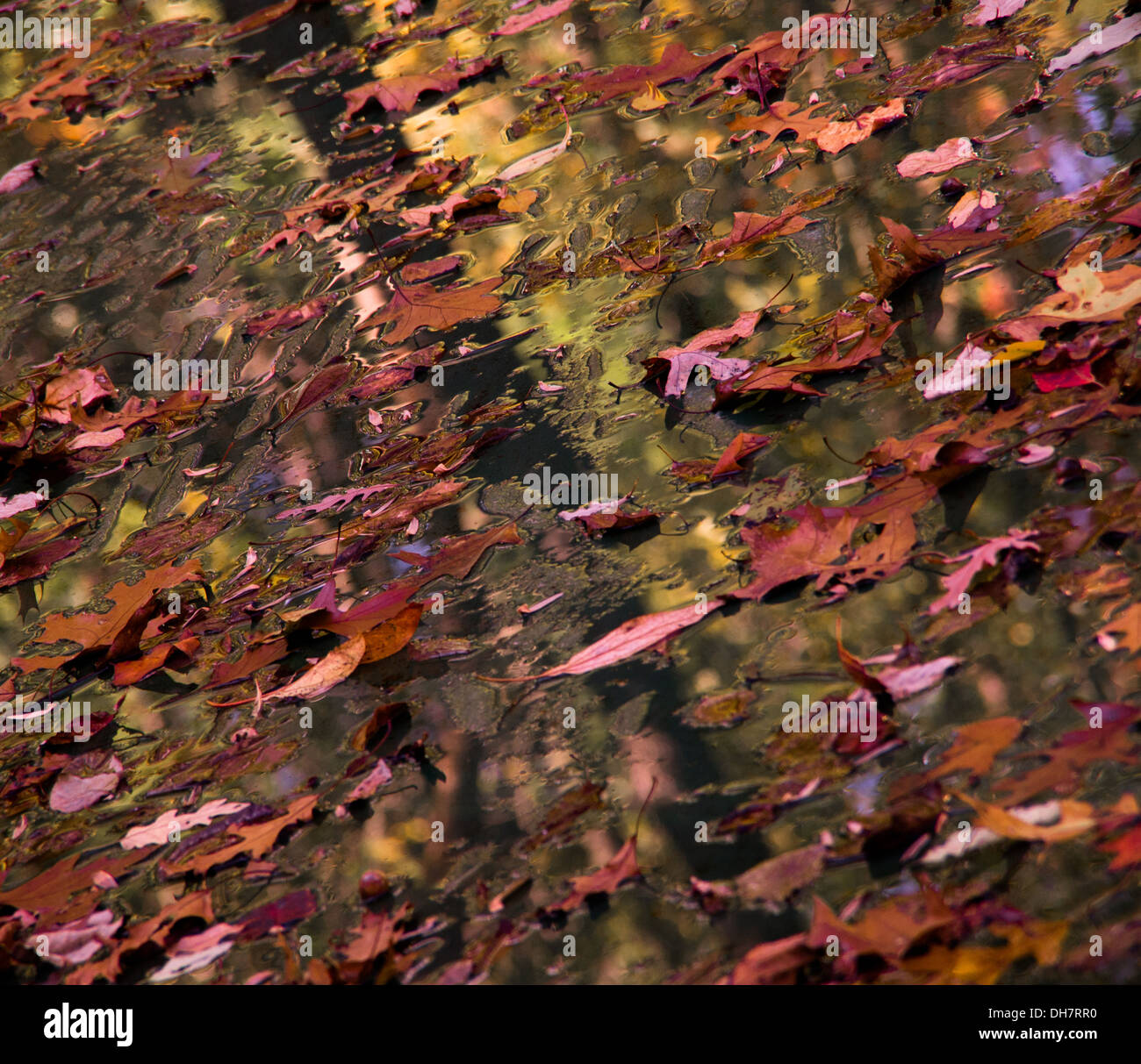 Angled Reflections of Trees Among the Leaves Stock Photo - Alamy