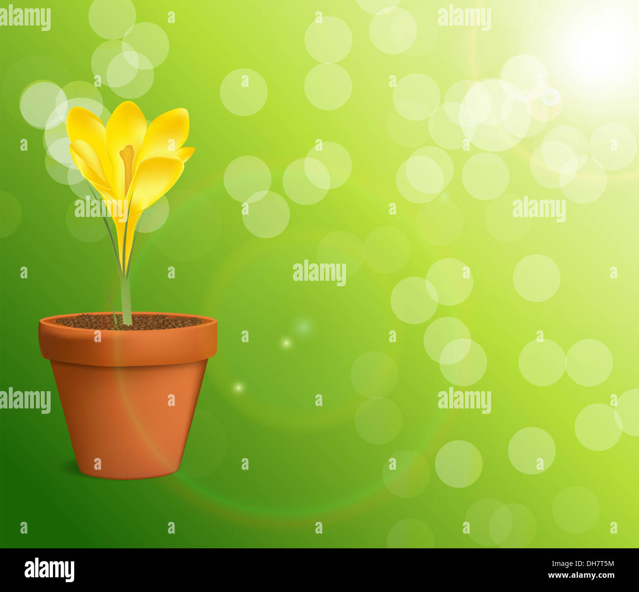 Vector illustration of crocus flower Stock Photo - Alamy