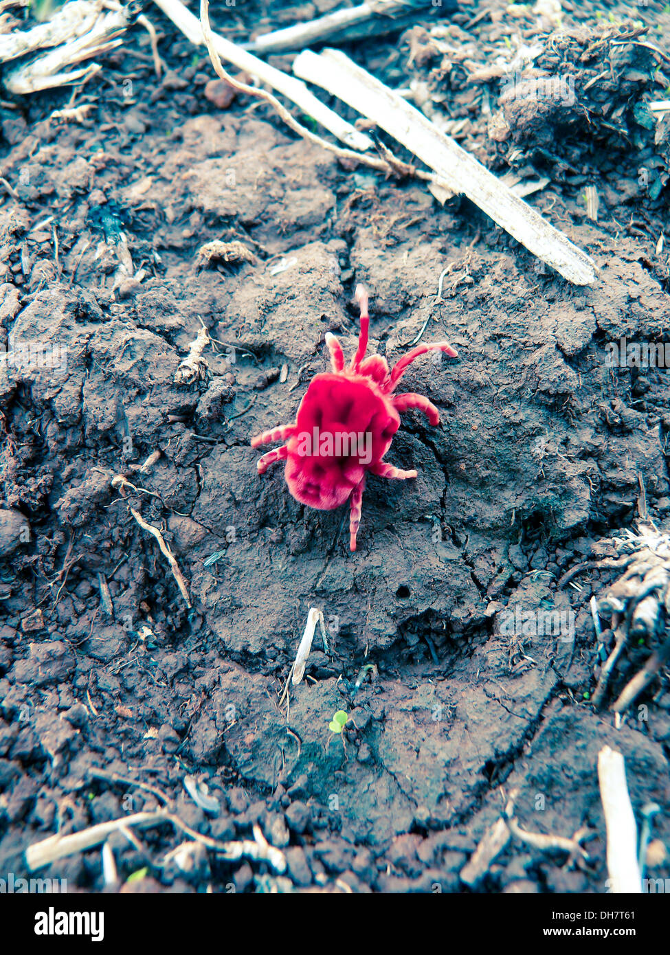 Red Velvet mite Stock Photo - Alamy