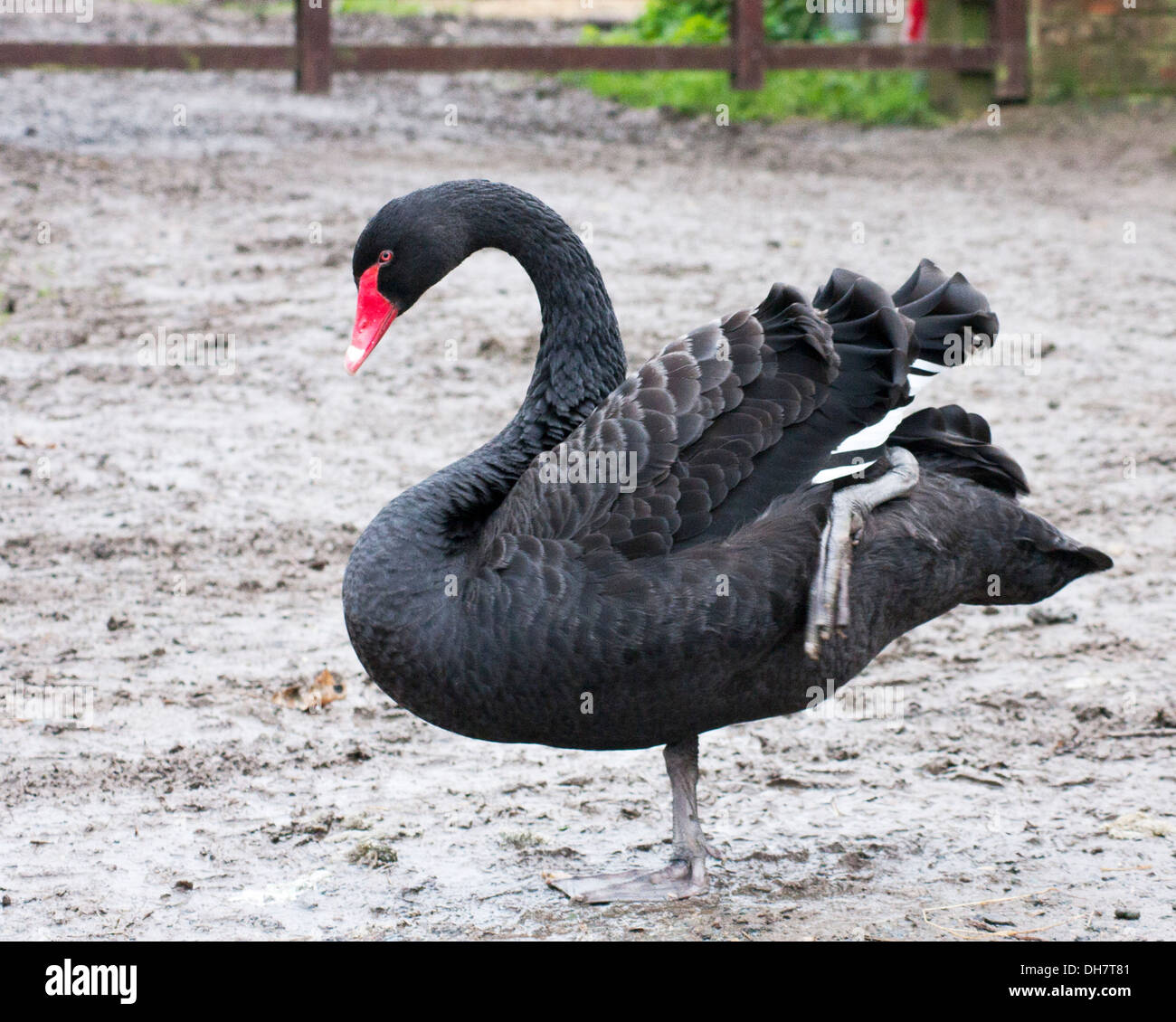 Balancing black swan Stock Photo - Alamy