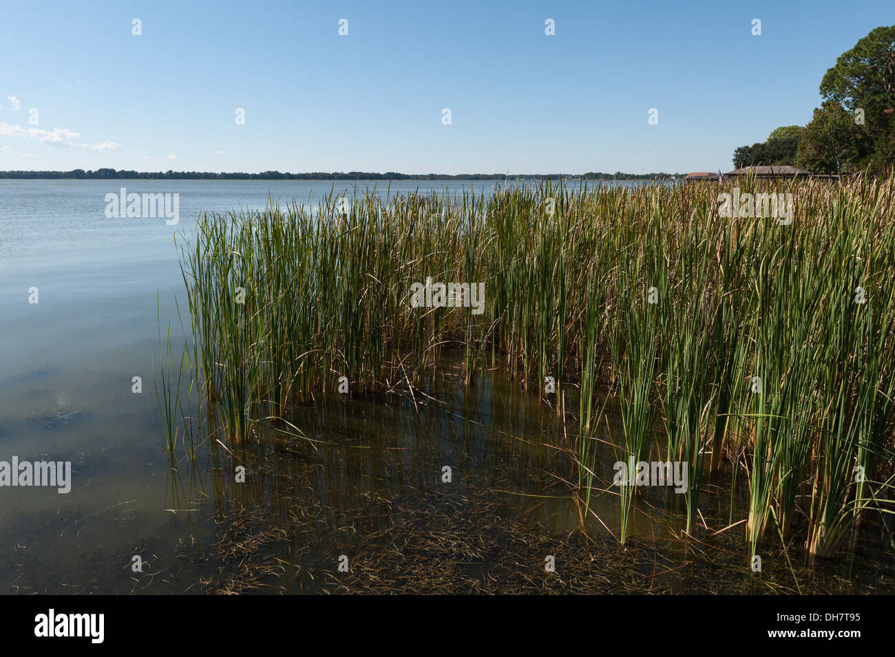 From the shores of Lake Dora in the City of Mount Dora, Florida USA ...