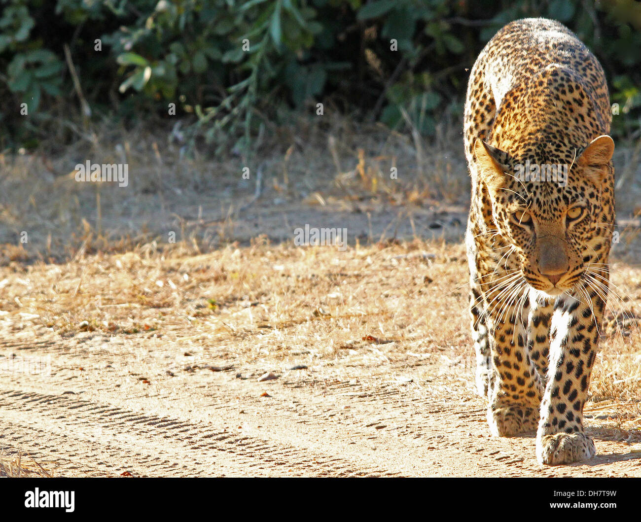 Safari photograph in Botswana showing a wild Leopard Stock Photo - Alamy