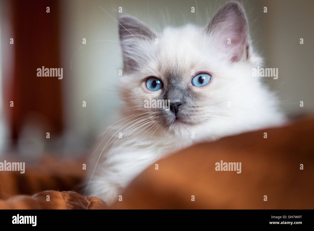 Sacred birman kitty Stock Photo - Alamy